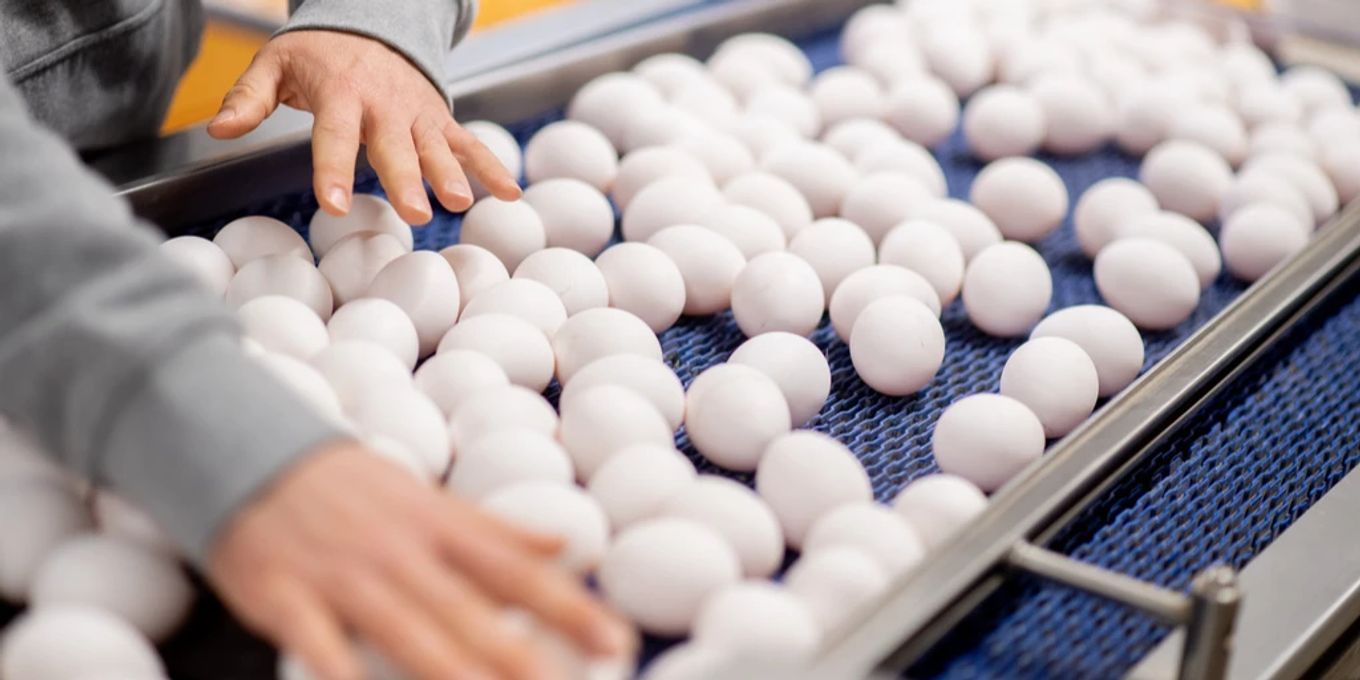 Eier sind knapp – und bald gibt es keine weissen Bio-Eier mehr | Nau.ch