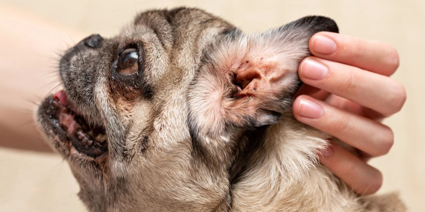 Hat Ihr Hund Ohrmilben? Diese Anzeichen verraten es | Nau Tiere