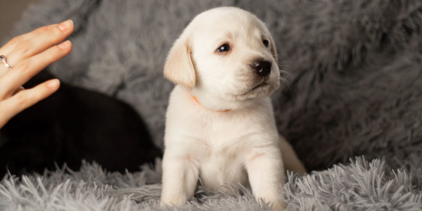 So gelingt der Start in ein Leben voller Liebe mit Ihrem Welpen | Nau Tiere