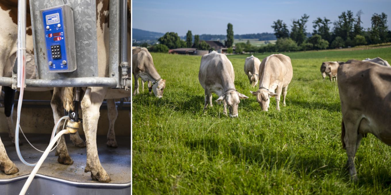 Zu viel Milch: Schweizer Bauern schlachten ihre Kühe früher | Nau.ch