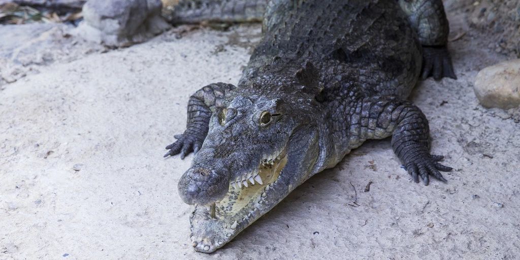 Krokodil-Attacke in Costa Rica auf Fussballer endet tödlich