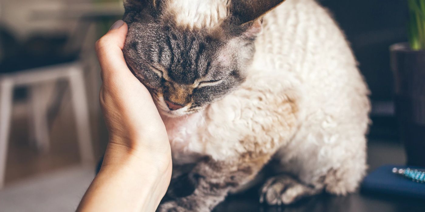Wie viele Arten von Katzen gibt es weltweit? | Nau Tiere