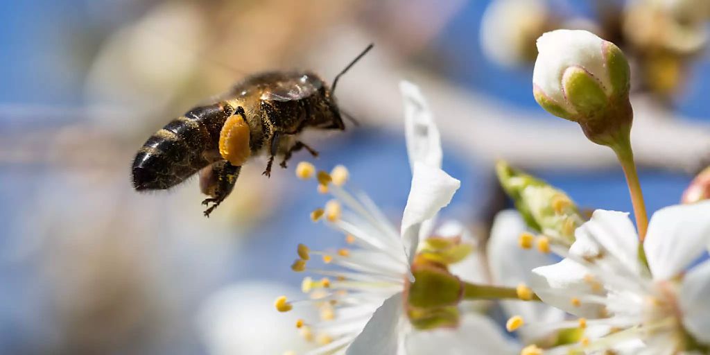 Lichtverschmutzung stört bestäubende Insekten auch tagsüber
