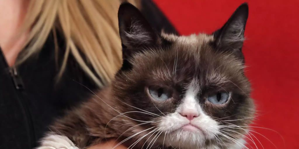 Grumpy Cat: Instagram-Account wird nach Tod weitergeführt