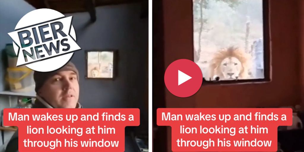 Löwe knurrt Mann durch sein Küchenfenster an