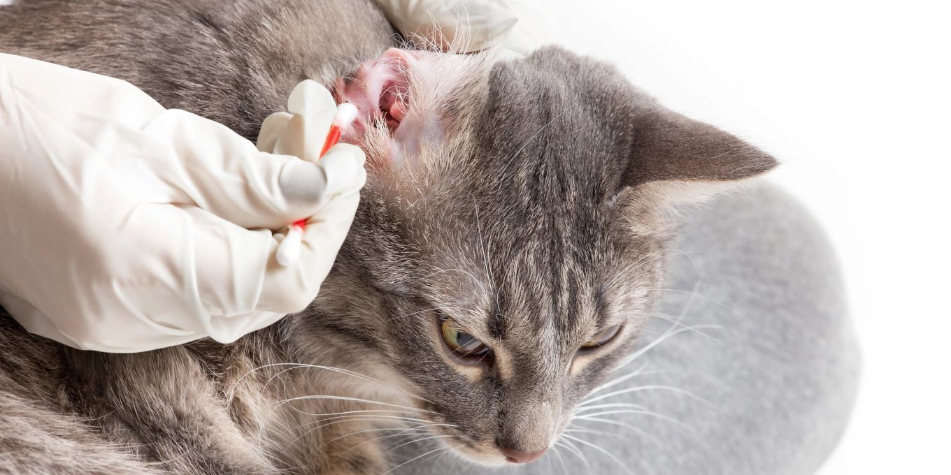 Ohrmilben bei Katzen: Diese Hausmittel helfen | Nau Tiere