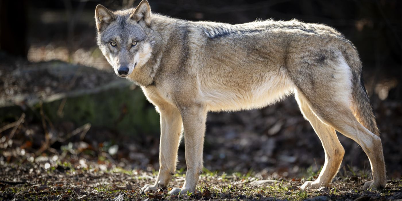 Graubünden: Wolf mit Schusswunde gefunden – illegal getötet? | Nau.ch