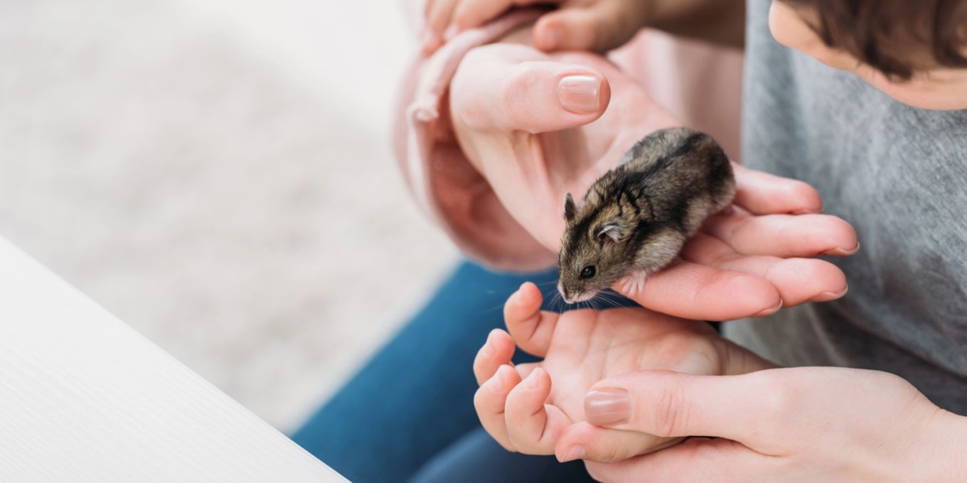 Plötzlicher Hamstertod: Ursachen und Zusammenhänge verstehen | Nau.ch