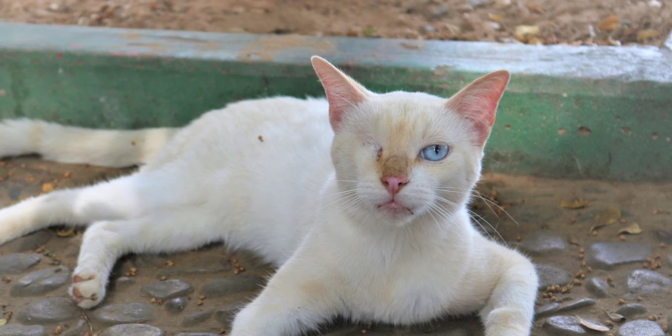 Katze Mit Einem Auge