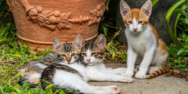 Können Katzen das Down-Syndrom haben? | Nau.ch