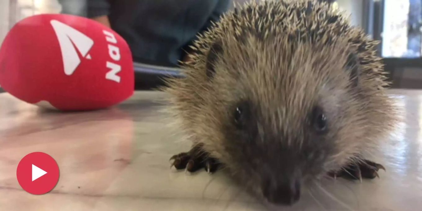 «Igel würden uns zu fest ans Herz wachsen» | Nau.ch