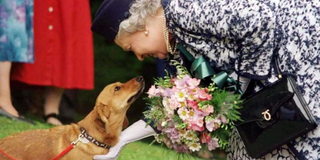 Queen Elisabeth II. trauert um ihren Hund Vulcan Queen Elisabeth II. trauert um ihren Hund Vulcan