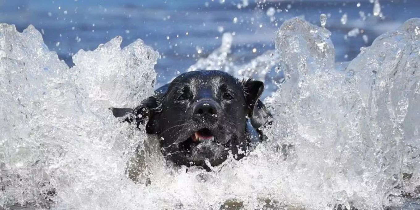 1 Hundejahr gleich 7 Menschenjahre? Forscher widersprechen | Nau.ch