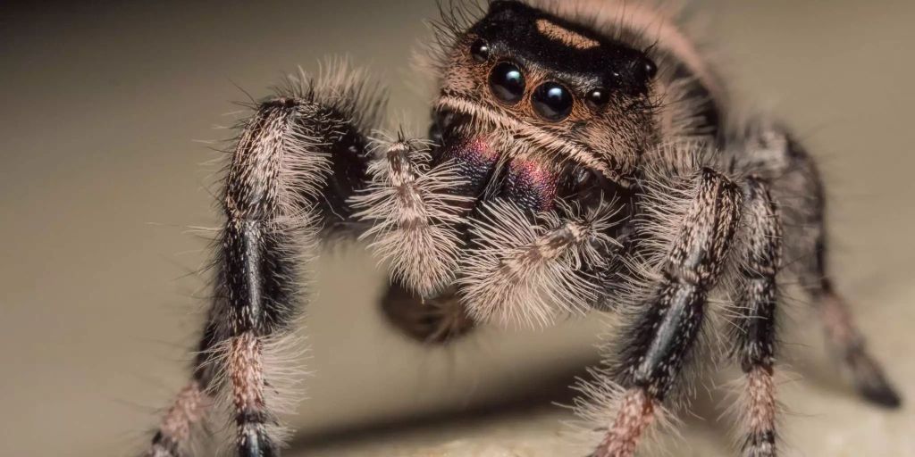 Eine Spinne hilft Forschern auf die Sprünge