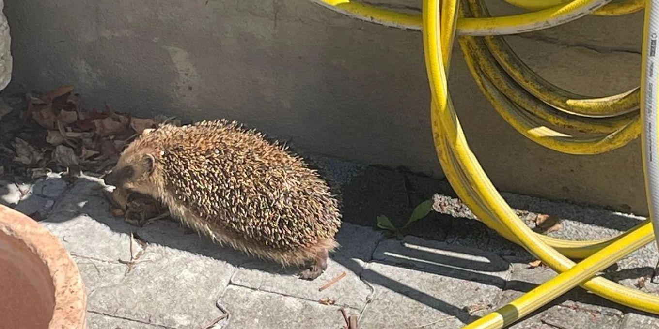 Durstige Igel sind jetzt auch am Tag aktiv | Nau.ch