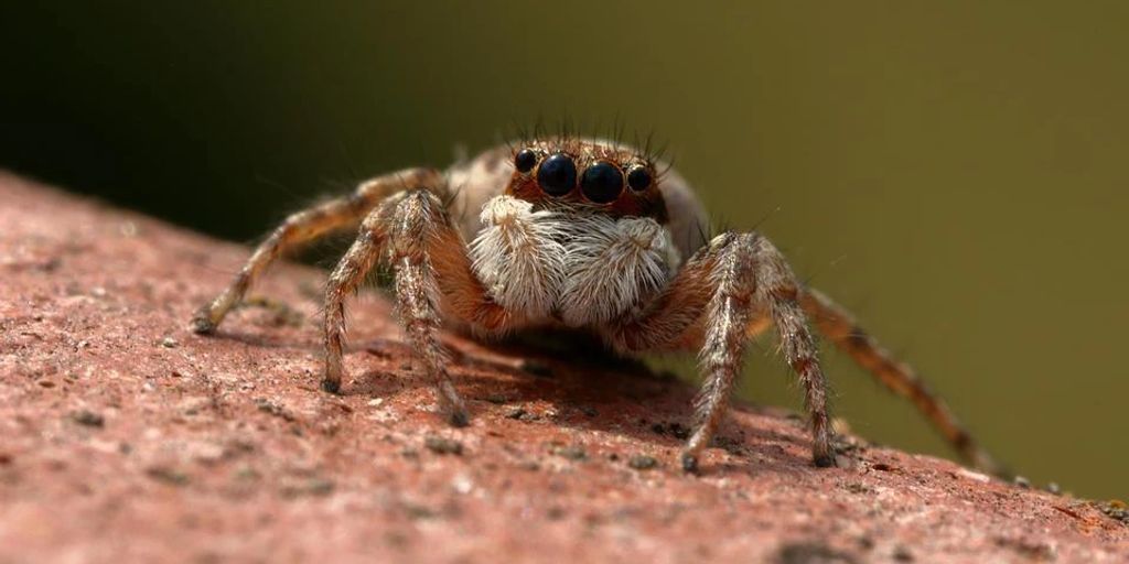 Nosferatu-Spinne und Co.: Diese Exoten-Tiere leben jetzt in Schweiz