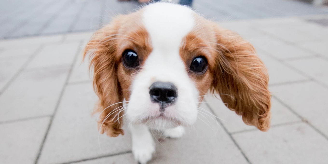 Was bedeutet es, wenn mein Hund mich imitiert? | Nau.ch