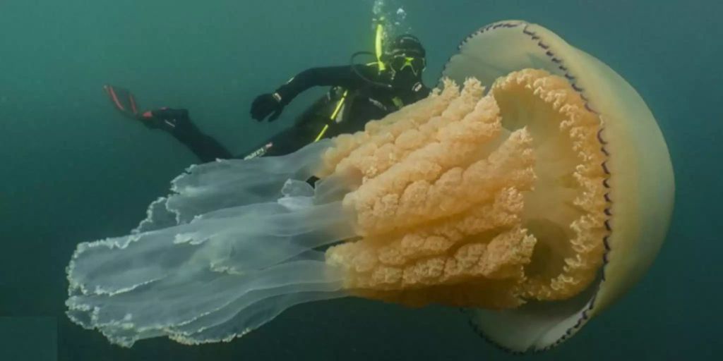 Riesen Qualle vor Englands Küste fotografiert