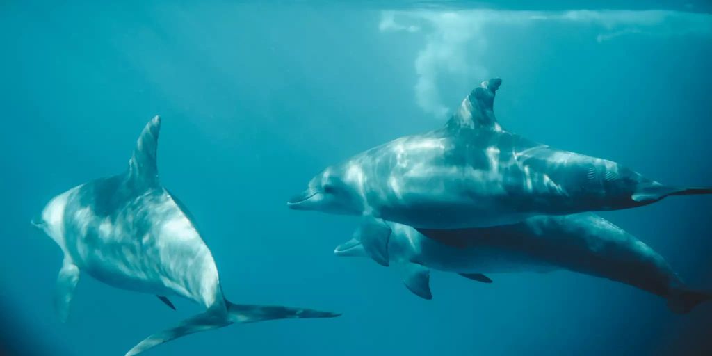 Delfine – faszinierende Meeressäuger