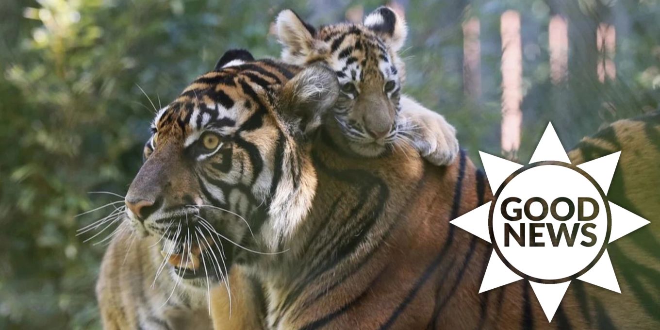 Zwei Tiger aus Joe Exotics Sammlung führen nun «ihr bestes Leben» | Nau.ch