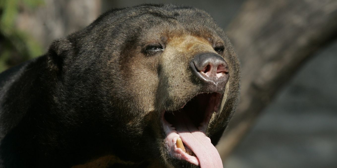 «Asiens Amazonas»: Kamerafallen entdecken seltene Tierarten | Nau.ch