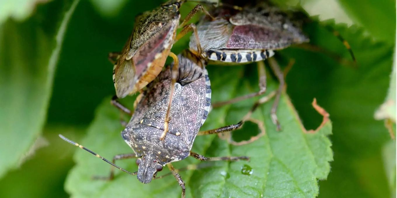 Grüne Stinkwanze: Bund erlaubt Einsatz von Pestizid | Nau.ch