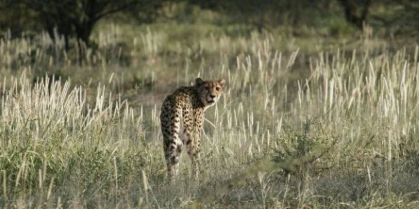 70 Jahre nach Ausrottung erstes Geparden-Paar in Indien ausgewildert ...