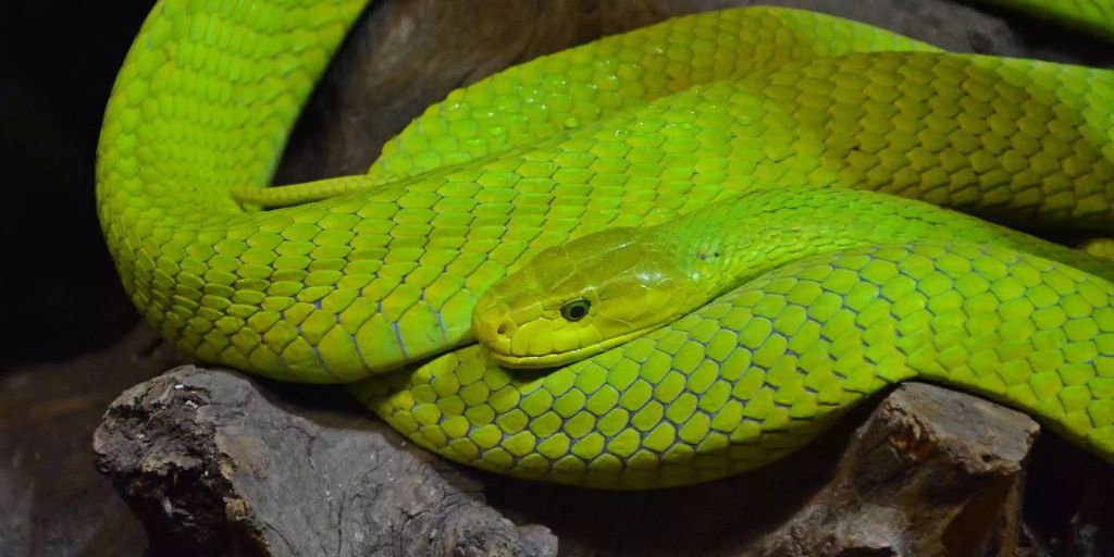 Grüne Mamba in den Niederlanden wieder aufgetaucht