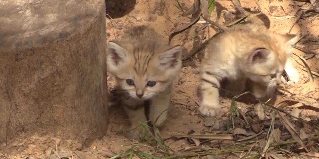 Fünf seltene Sandkatzen-Babys in israelischem Safari-Zoo geboren