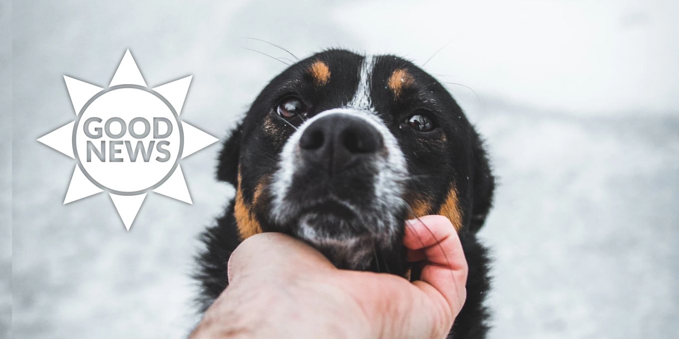 Good News: Hunde können bei Wiedersehen Freudentränen vergiessen | Nau.ch