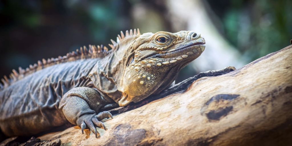 Der Antillen-Leguan im Zoo Zürich