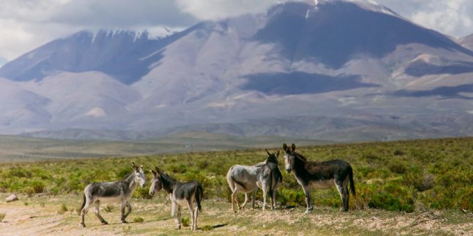 Spezieller Esel: Erste Tierzüchtung schon im 3. Jahrtausend v.Chr. | Nau.ch