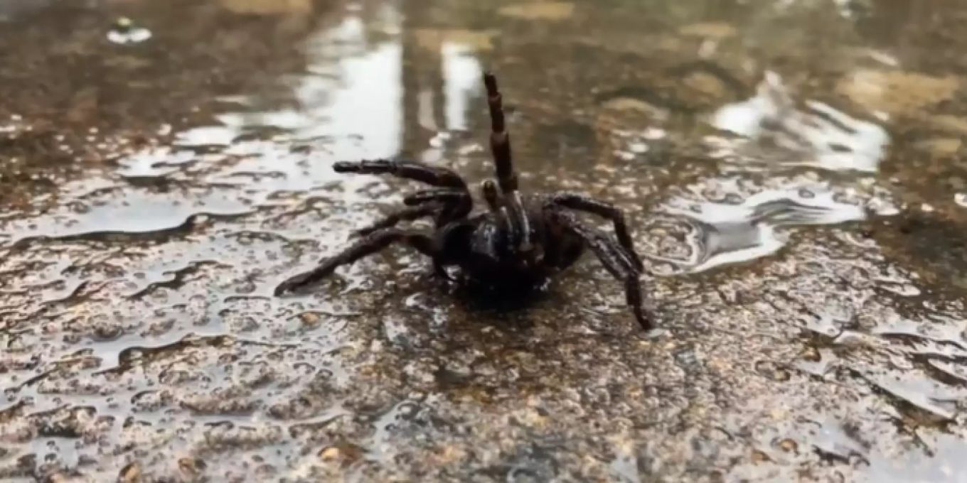 Sydney-Trichternetzspinne: Experten warnen Australien vor Invasion | Nau.ch