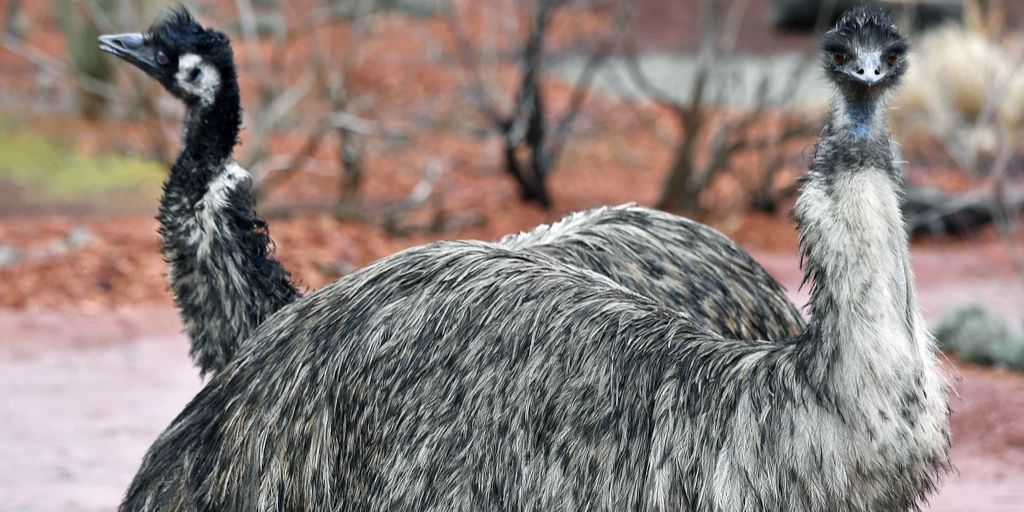 Zürcher Zoo: Mann steigt ins Emu-Gehege – Stress für Tiere!