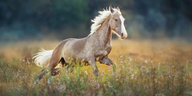 Alles zu Pferde | Nau Tiere