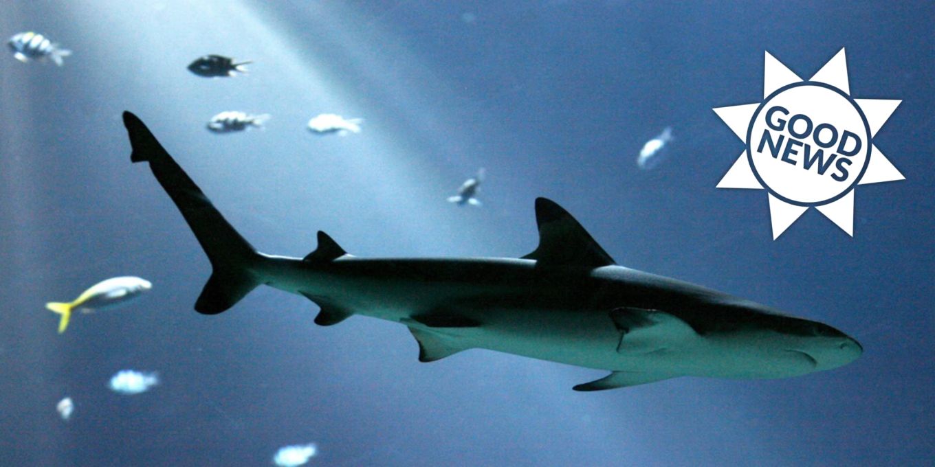 Haie und Rochen werden im Mittelmeer besser geschützt | Nau.ch