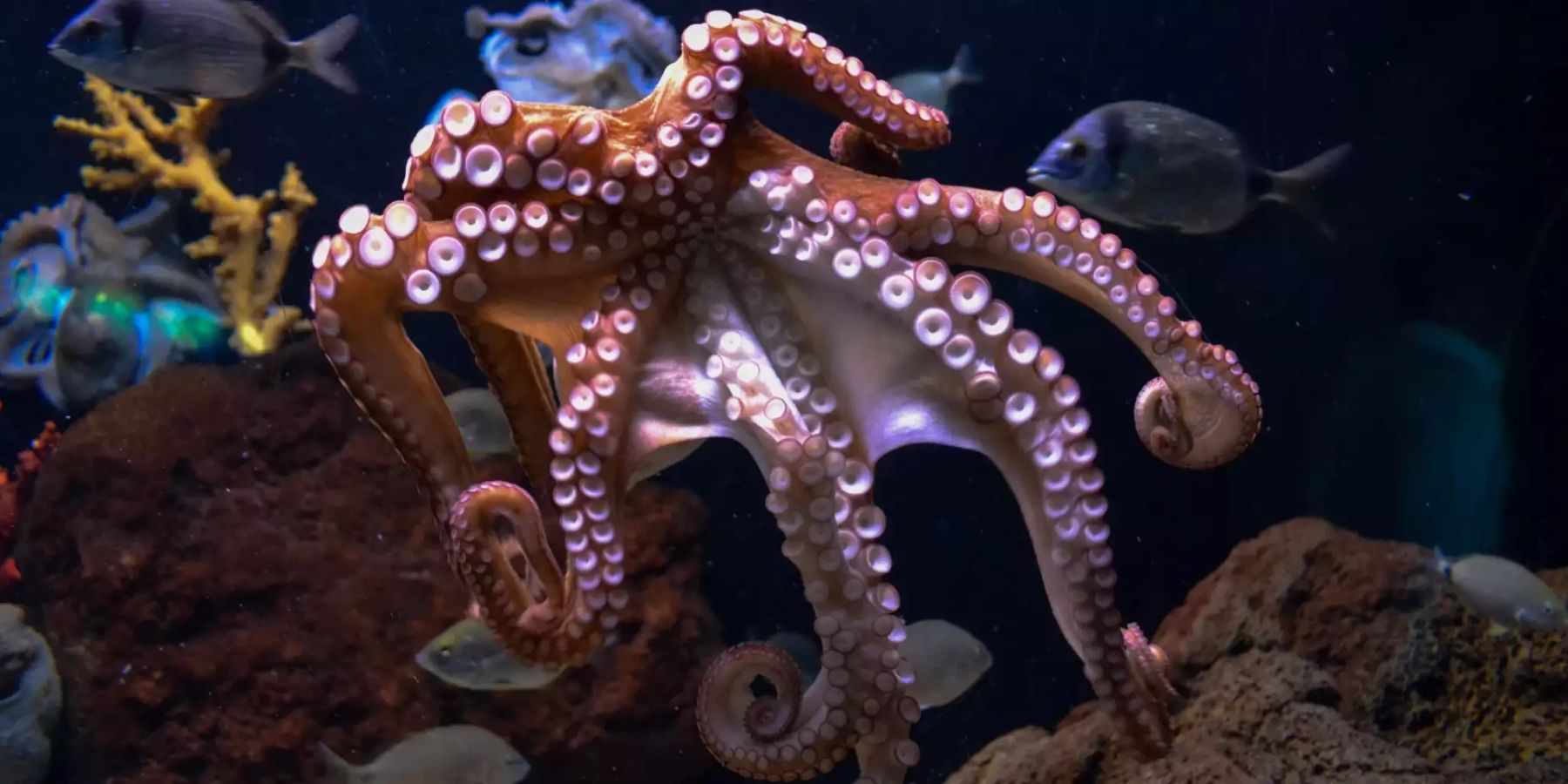 Faszinierender Oktopus: Drei Herzen und Gehirn im ganzen Körper | Nau.ch