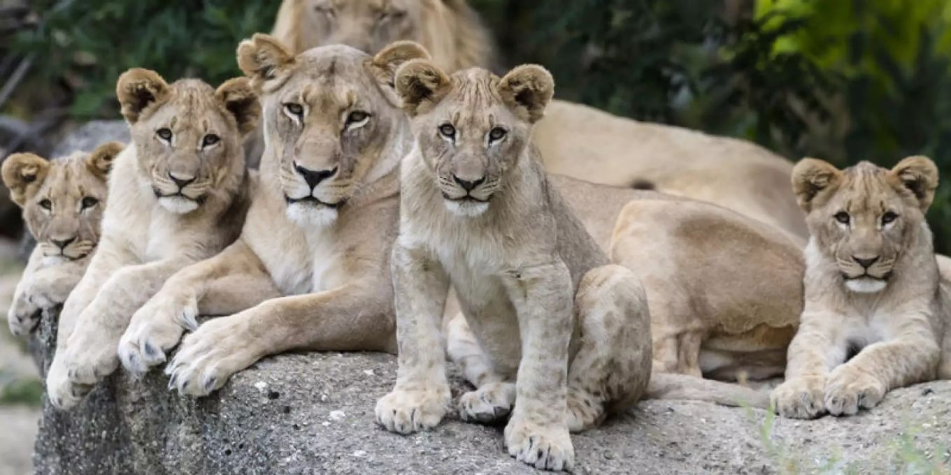 Basler Zolli verzeichnet 2022 Besucherrekord | Nau.ch