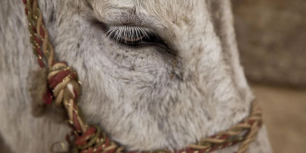 Esel, Maultiere und Maulesel sollen mit Artgenossen zusammenleben