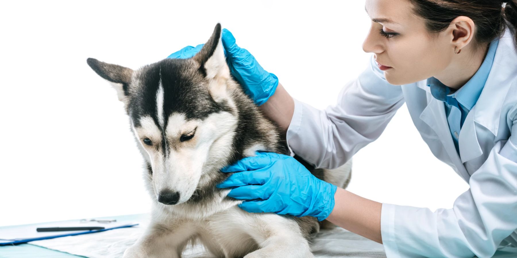 Schne Hund Erkltet Wann Zum Arzt Fotosnull