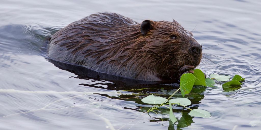 Biber in der Stadt: Wo er sich ansiedelt und was das bedeutet