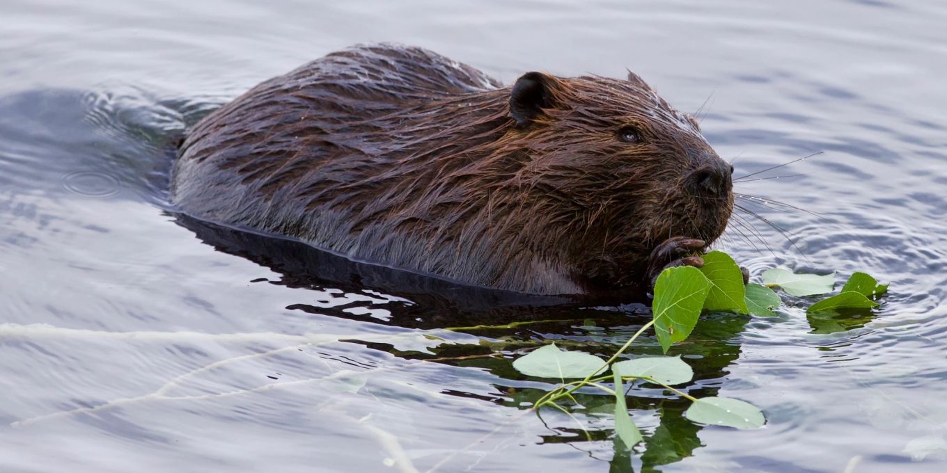 Biber in der Stadt: Wo er sich ansiedelt und was das bedeutet | Nau.ch