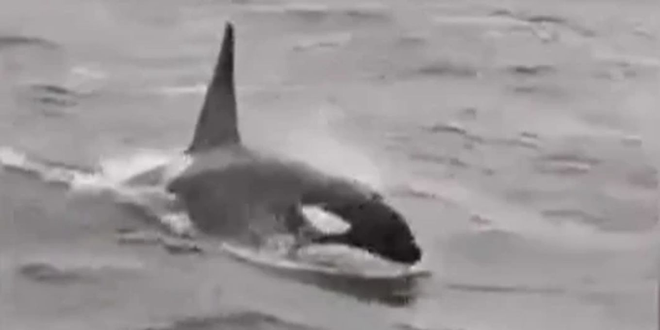 Orca vor nordfranzösischer Küste und in der Seine gesichtet | Nau.ch