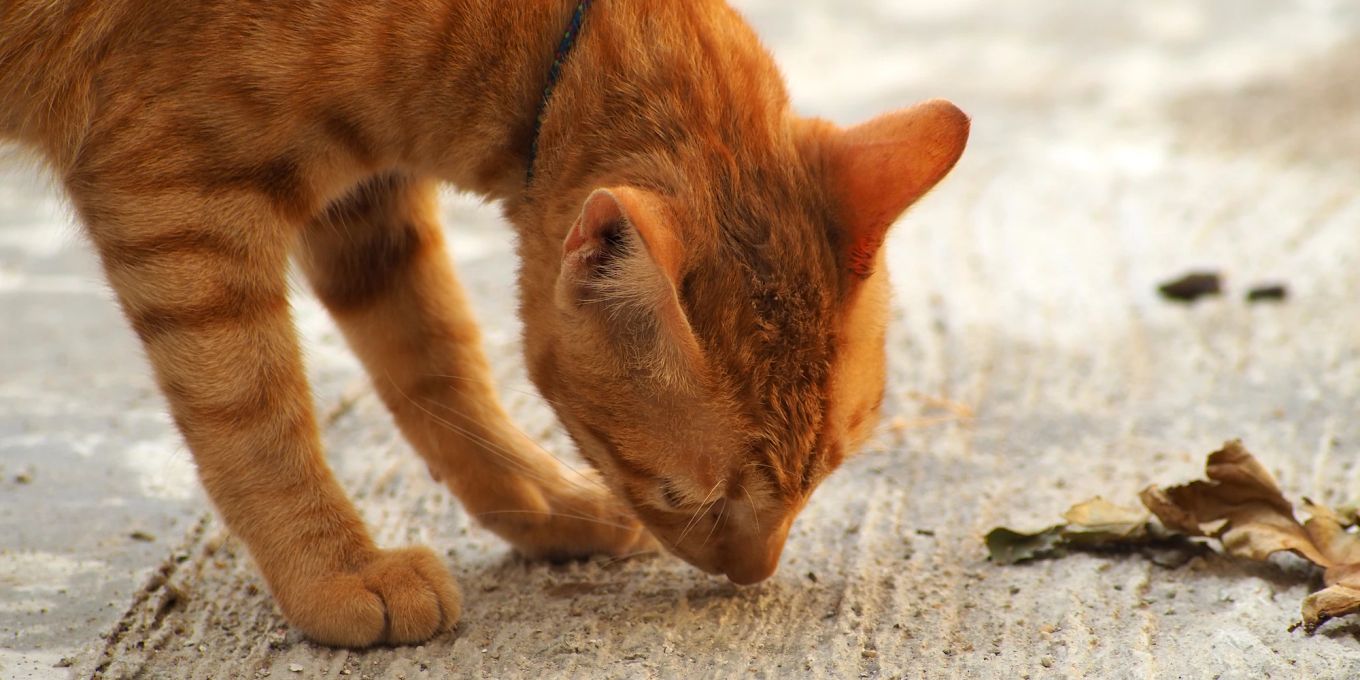 Erstaunlich Fressen Katzen Spinnen Ebenbild