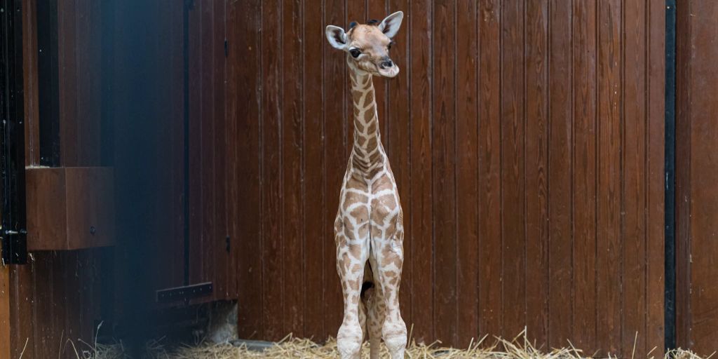 Zoo Basel: Giraffen-Mädchen Tufani geboren