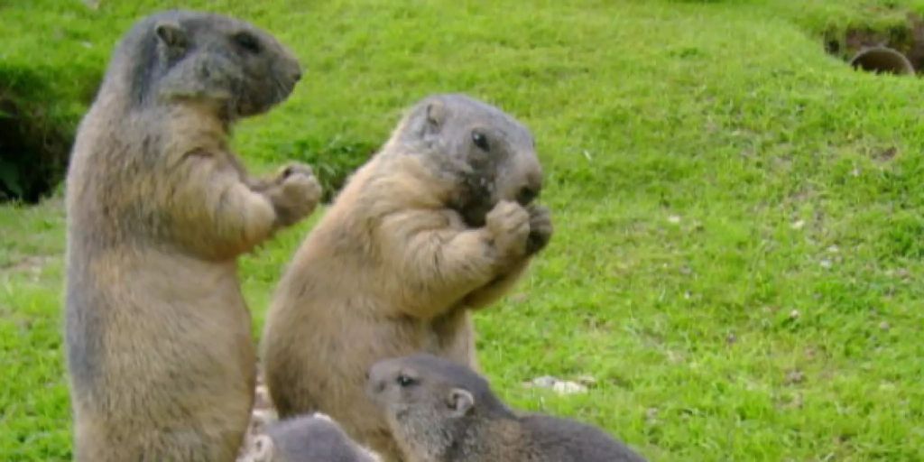 Abgeschossene Murmeli auf Klewenalp NW: Jetzt spricht der Jagdchef