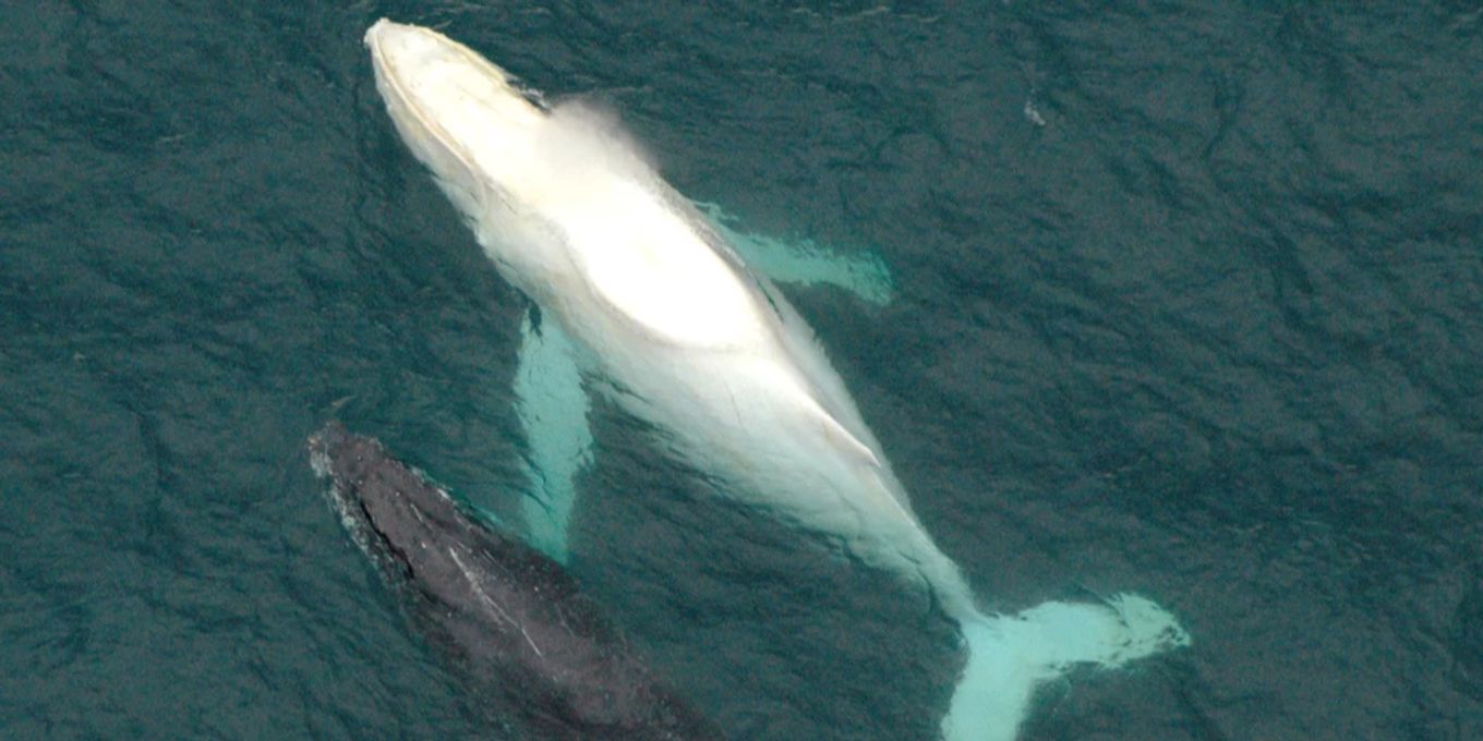 Weisser Wal vor Queensland gesichtet: Ist es der berühmte Migaloo? | Nau.ch
