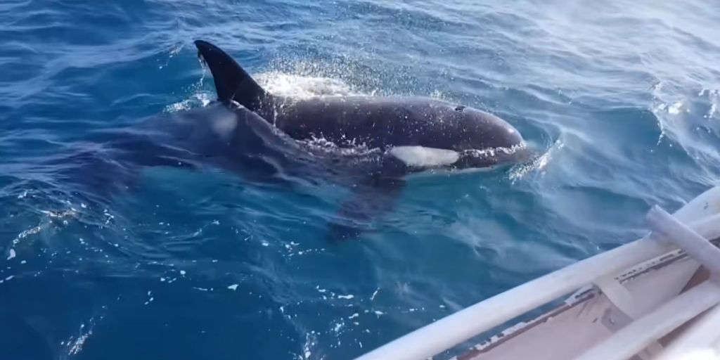 Orcas versenken 15-Meter-Jacht vor Küste Marokkos
