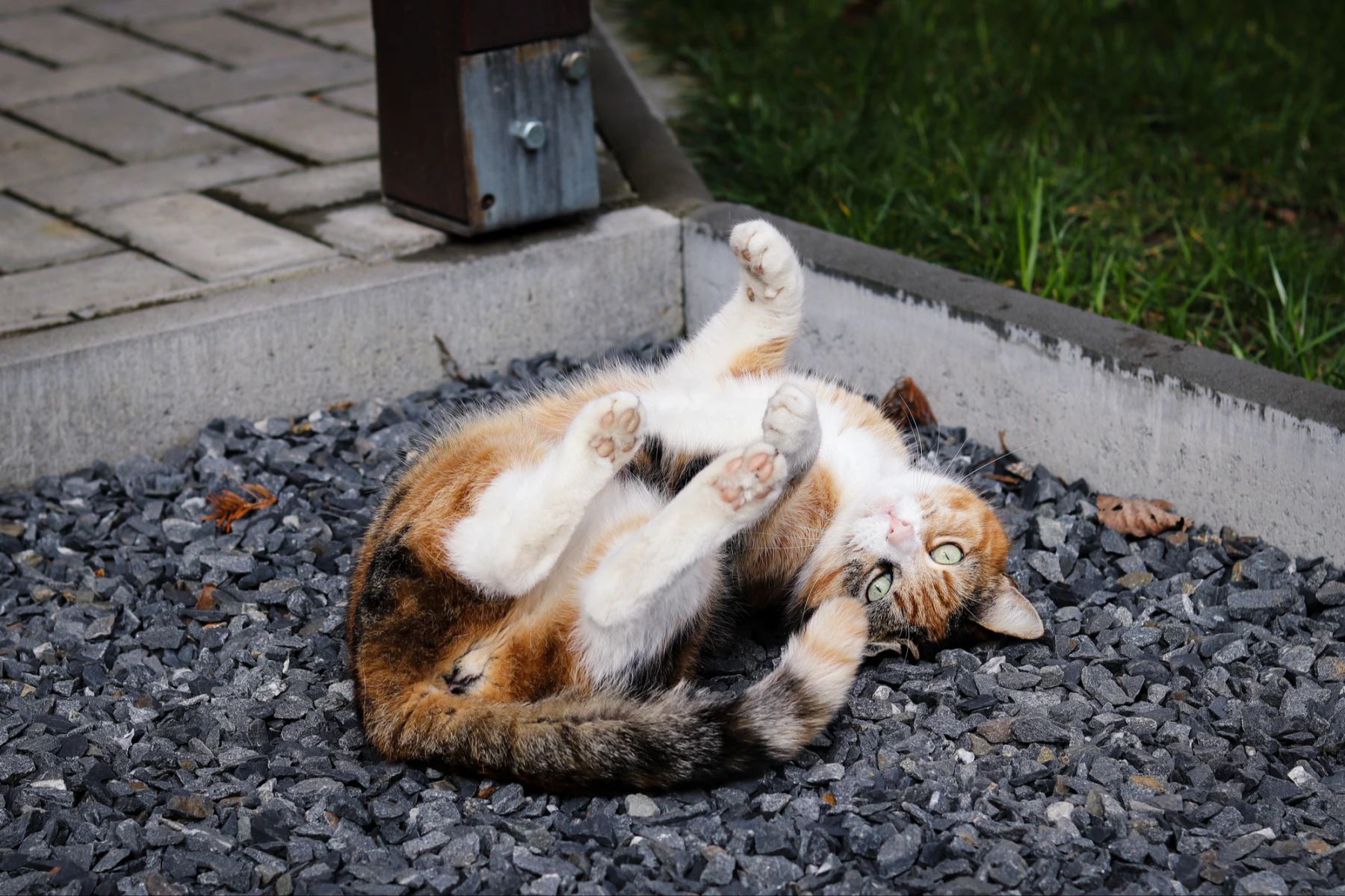 Warum rollen Katzen eigentlich herum? | Nau Tiere Warum rollen Katzen eigentlich herum? | Nau Tiere