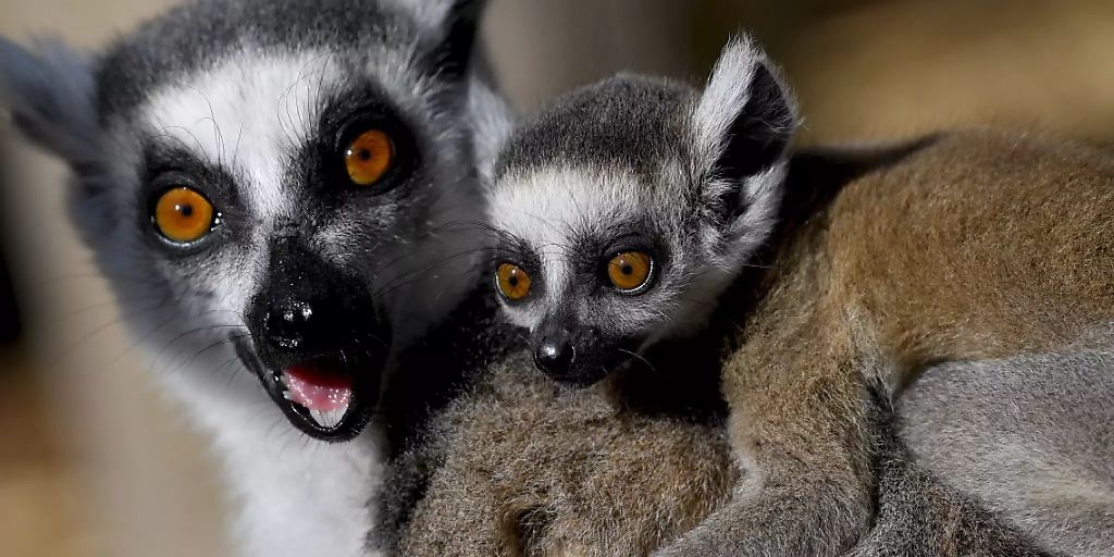 WWF: Viele Wildtierarten sind weiterhin bedroht